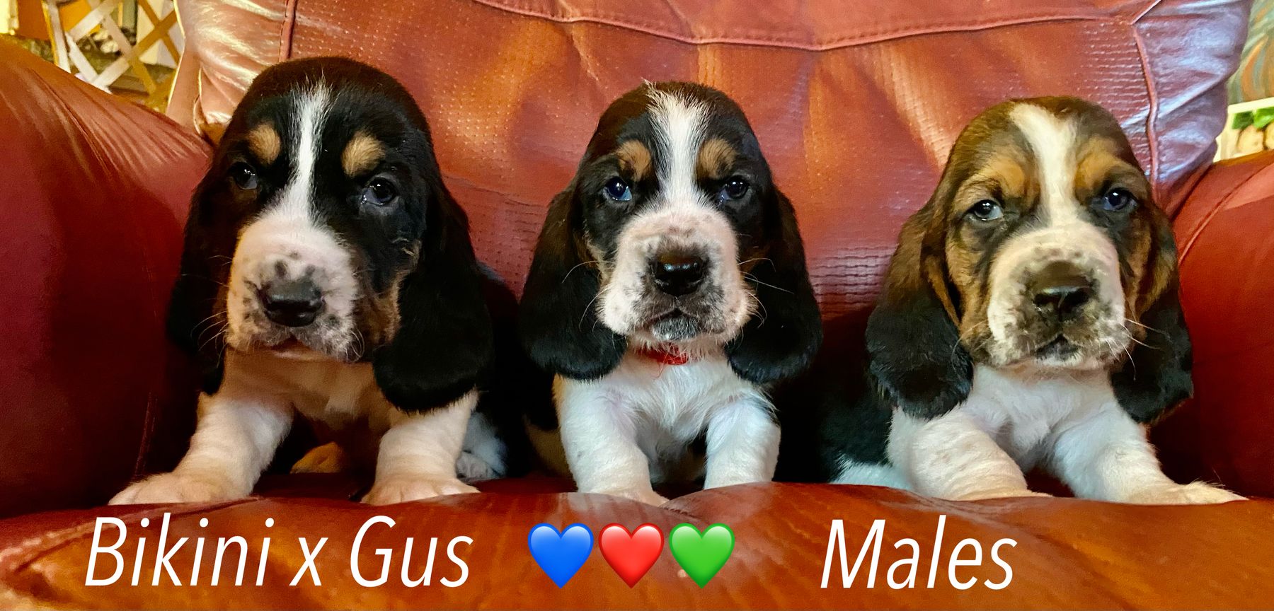 Bear Foot Bassets Of West Virginia - Puppy Information, Pricing, etc