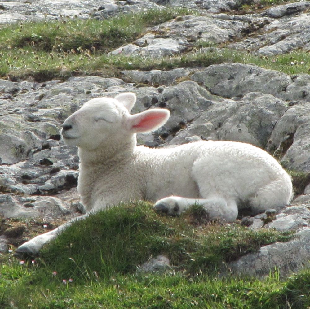 Sheila K Cameron (SKC) - THE SLEEPING LAMB