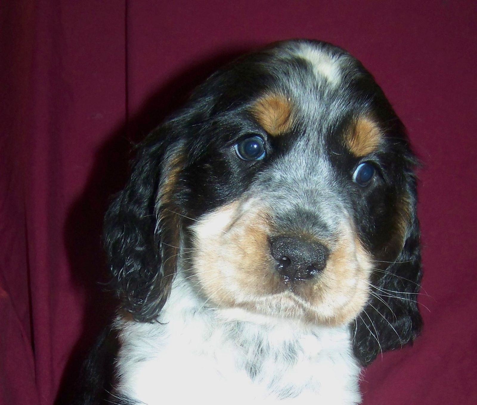 Jillfarm Springers - ~ What is Roan?