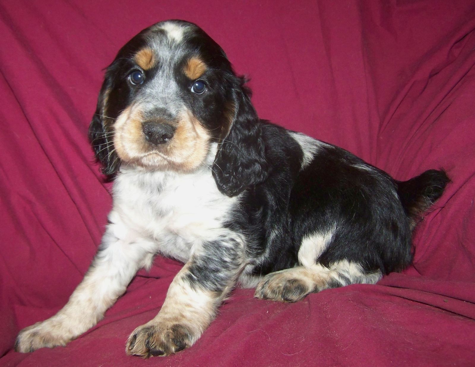 Jillfarm Springers - ~ What is Roan?