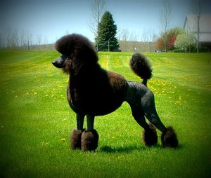 Spirit Standard Poodles - Parti Colored Poodles
