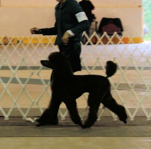 Spirit Standard Poodles - Star's Page