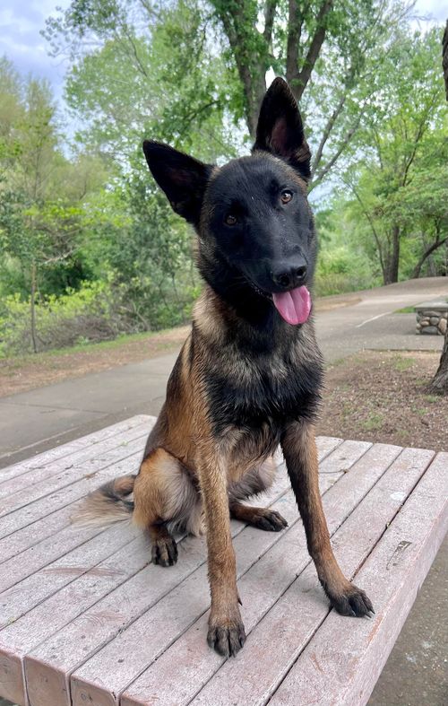 MalinGer Kennels - Available