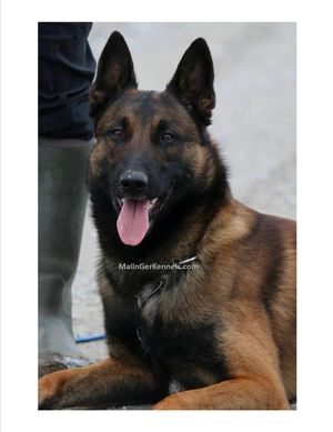 MalinGer Kennels - Titled Dogs