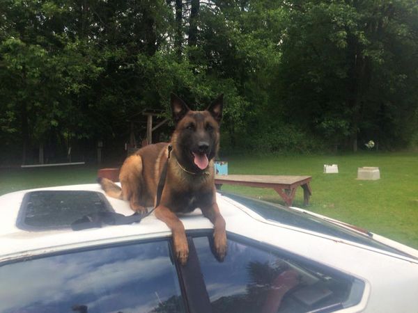 MalinGer Kennels - Titled Dogs