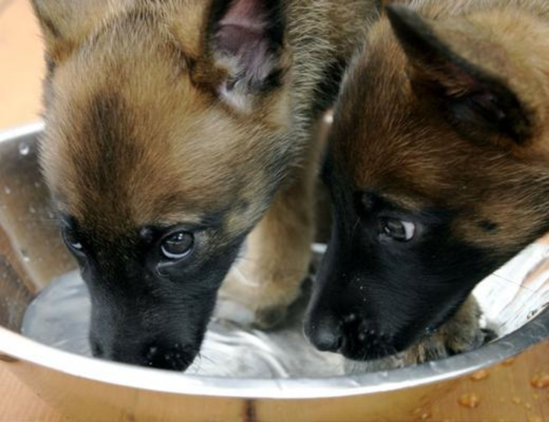 MalinGer Kennels - Titled Dogs