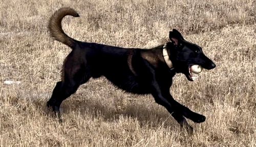 MalinGer Kennels - Available