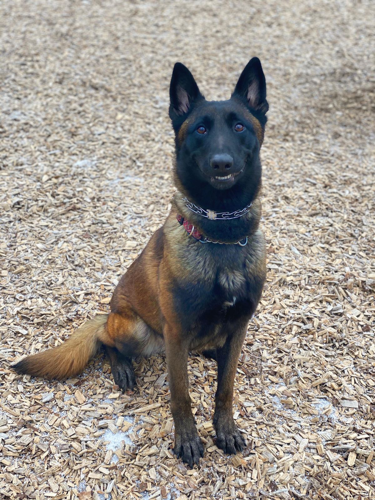 MalinGer Kennels - Female