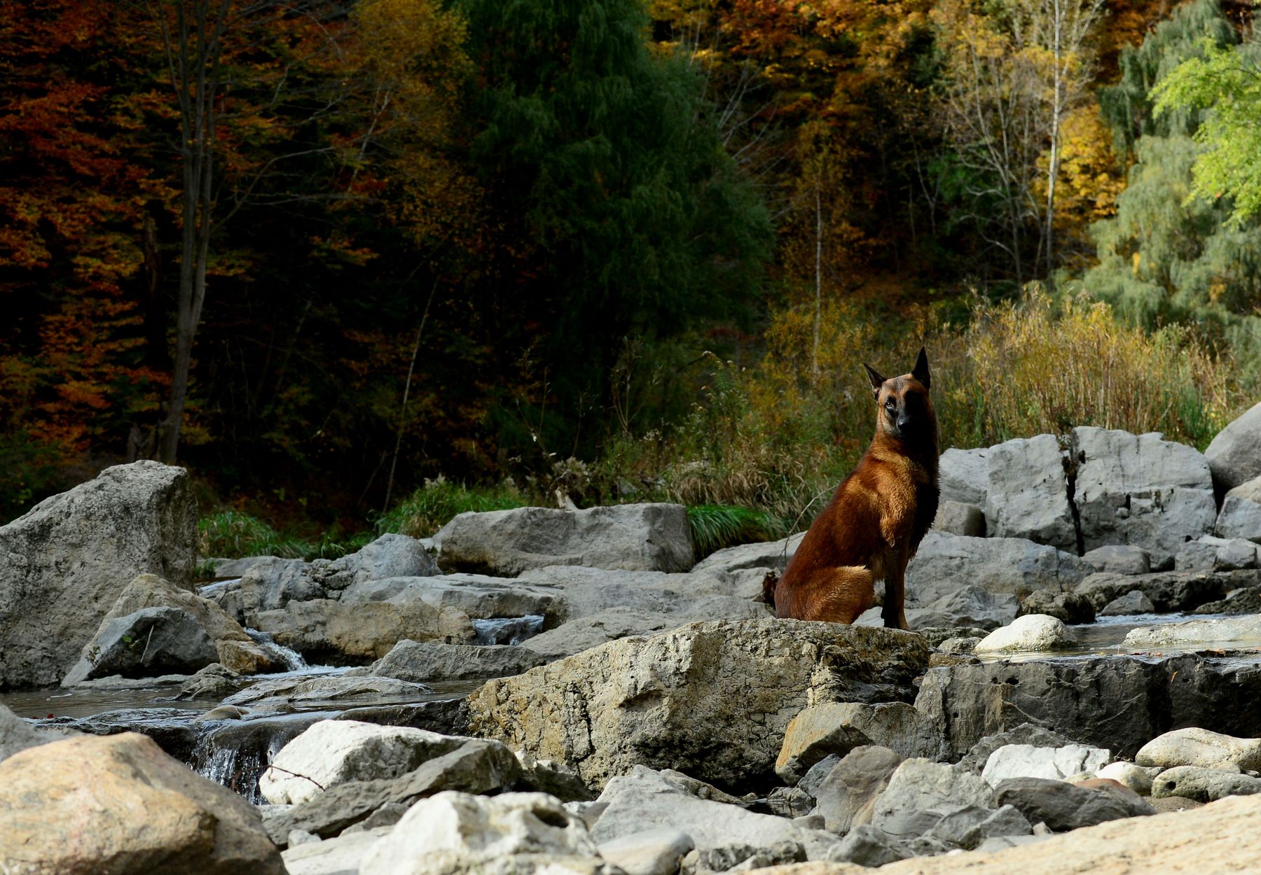 MalinGer Kennels - Males
