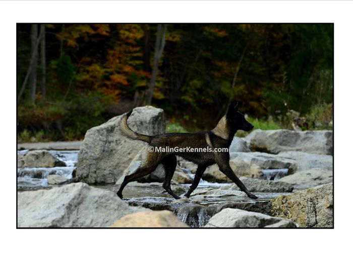 MalinGer Kennels - "Armani"