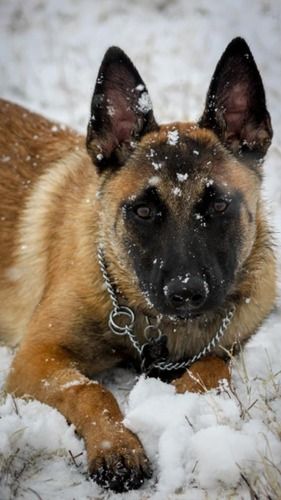 MalinGer Kennels - Photos
