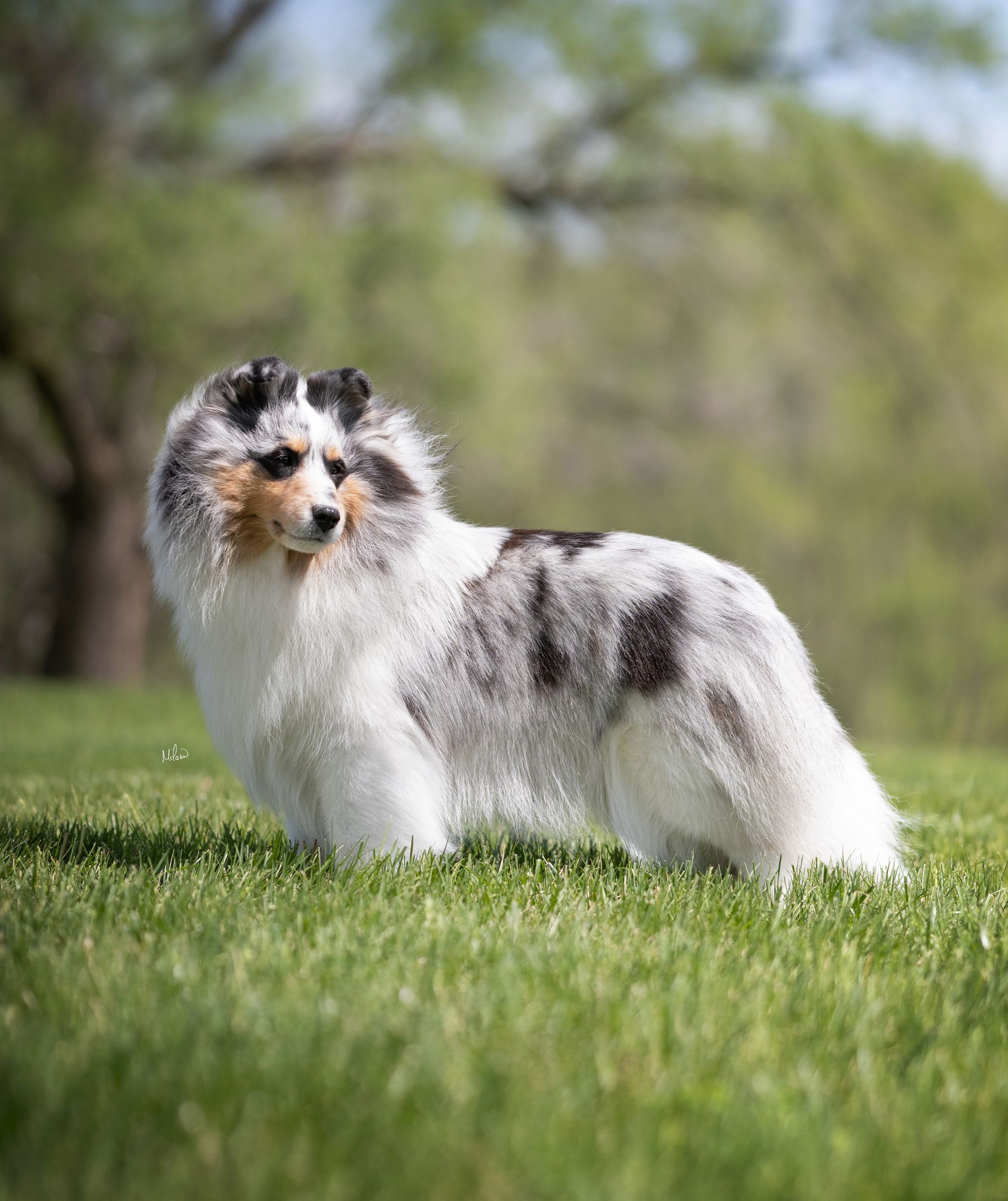Holly Hill Shelties