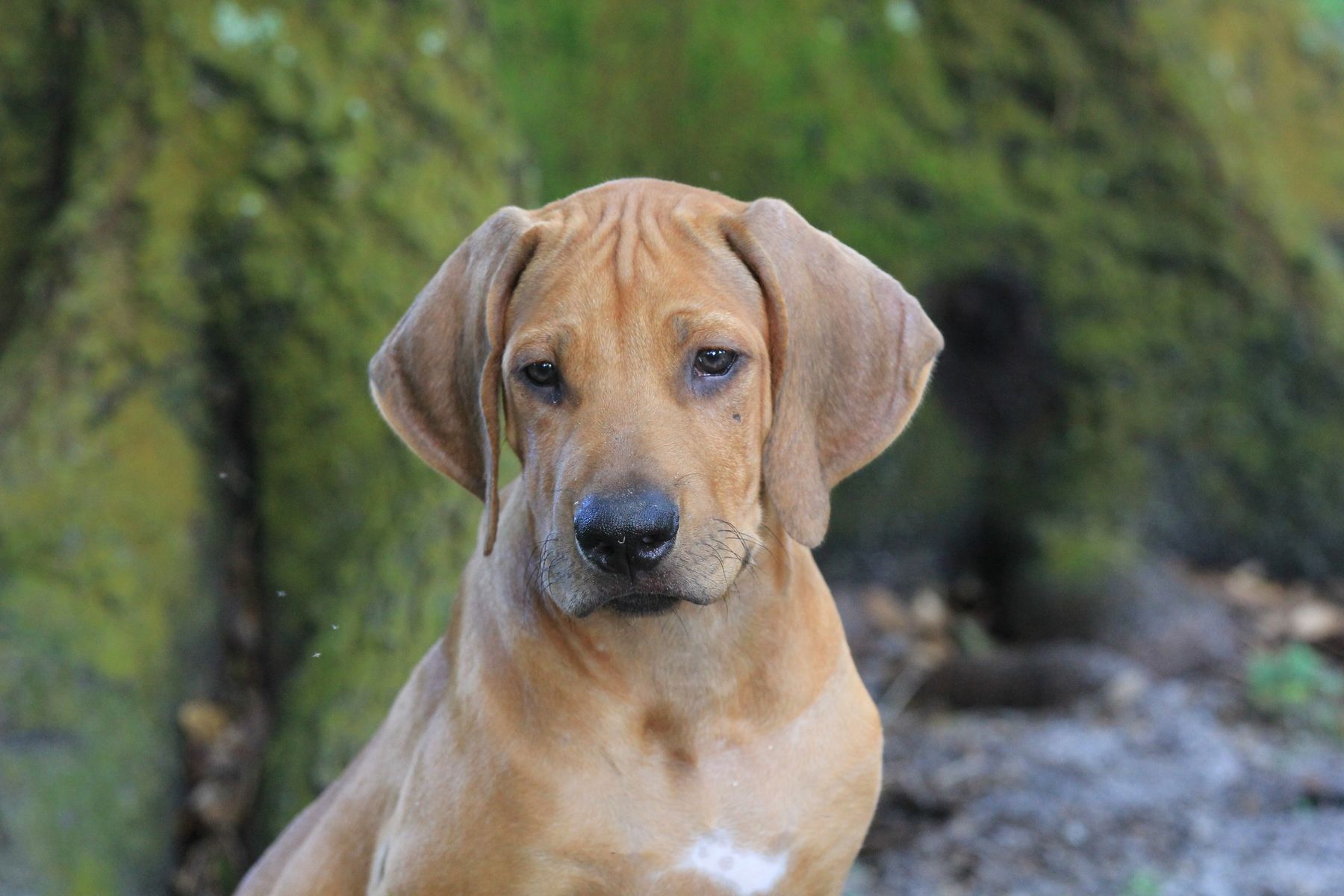 On The Rocks Rhodesian Ridgebacks