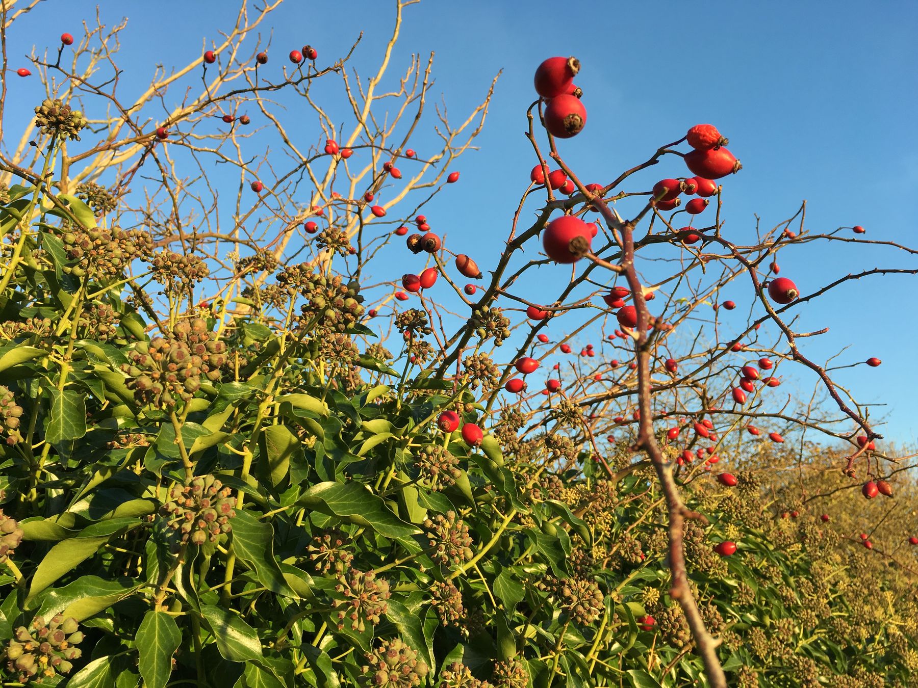 Making your own Branston Pickle