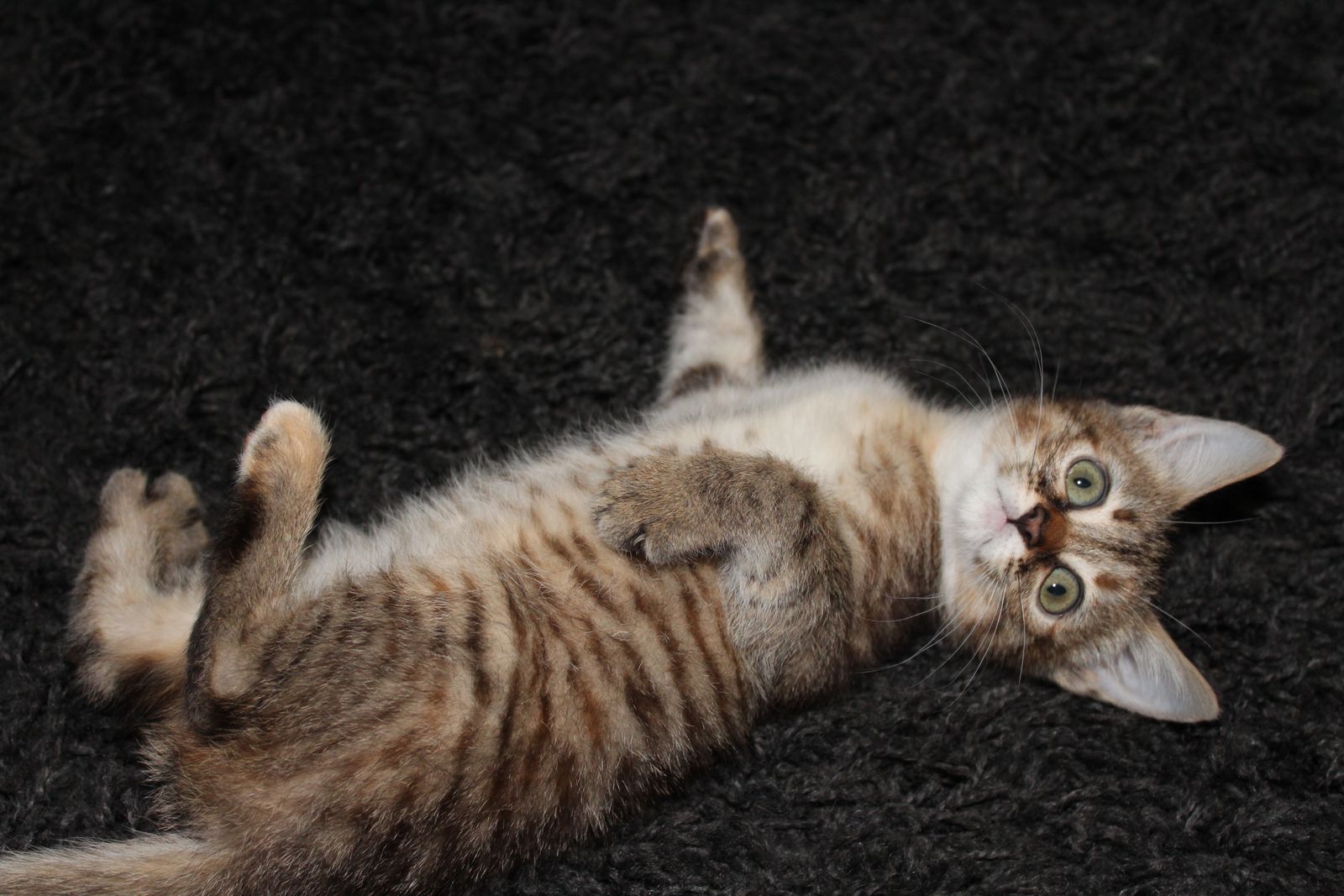 Mistymogwai Toygers - Marguerite (Hybrid of the Sandcat)