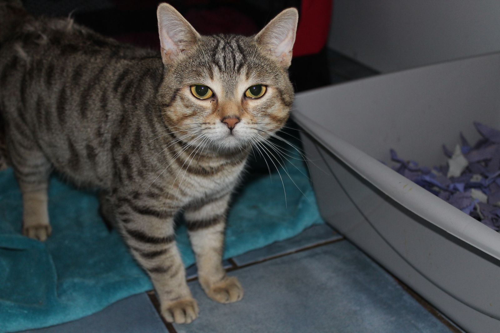 Mistymogwai Toygers - Marguerite (Hybrid of the Sandcat)