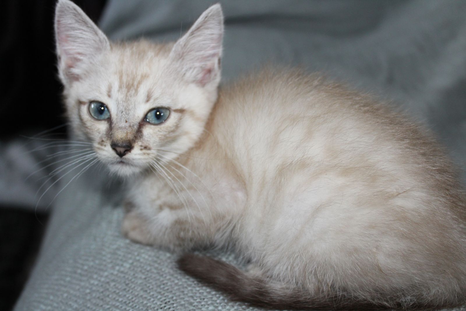 Mistymogwai Toygers - Marguerite (Hybrid of the Sandcat)