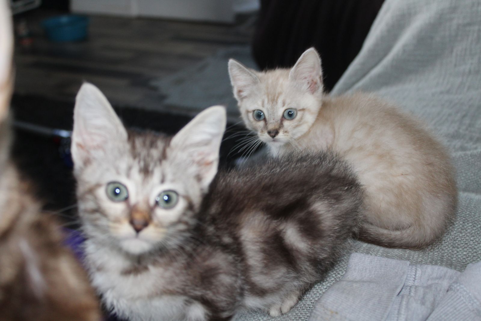 Mistymogwai Toygers - Marguerite (Hybrid of the Sandcat)