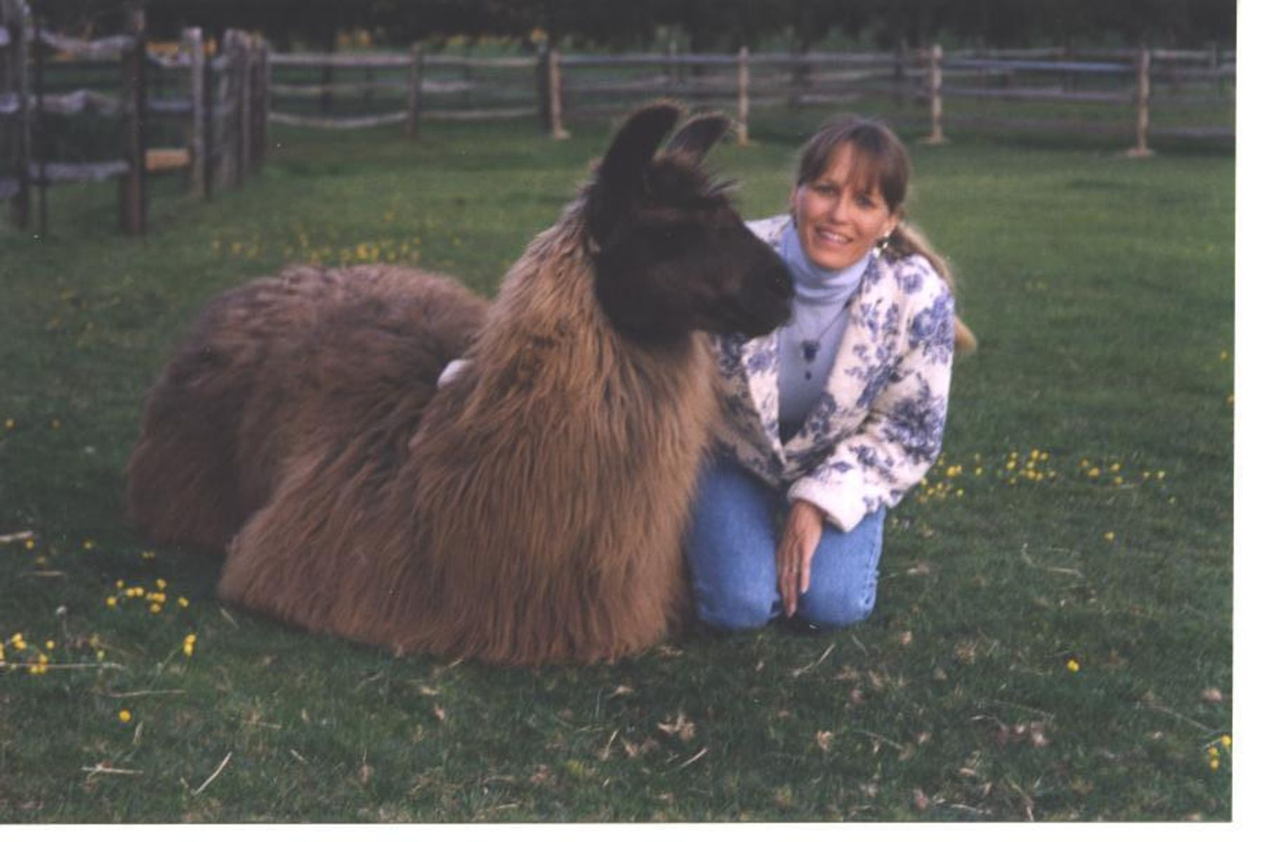 Buck Hollow Llamas, Inc - Guard Llamas