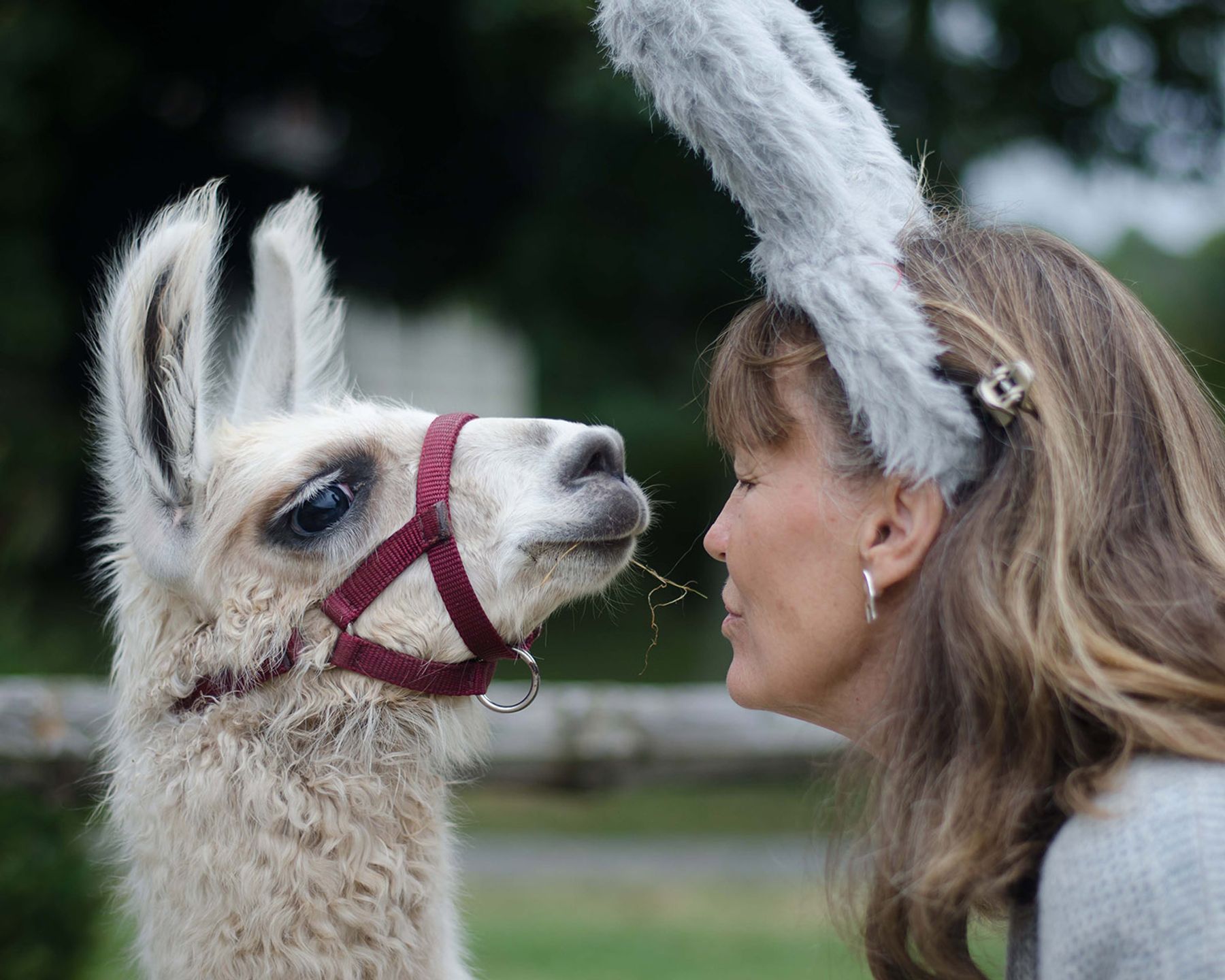 Buck Hollow Llamas, Inc - Guard Llamas