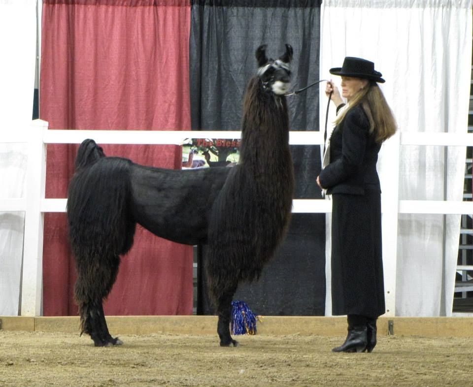 Buck Hollow Llamas, Inc - About Us