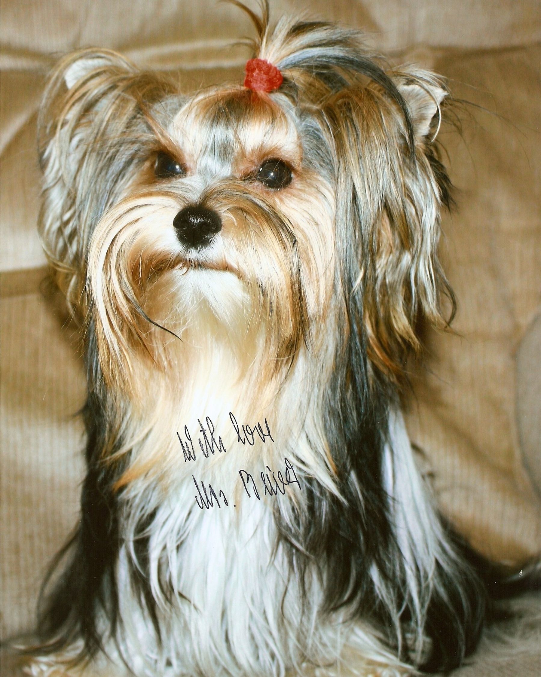 Heaven Sent Biewers - Biewer Terrier History