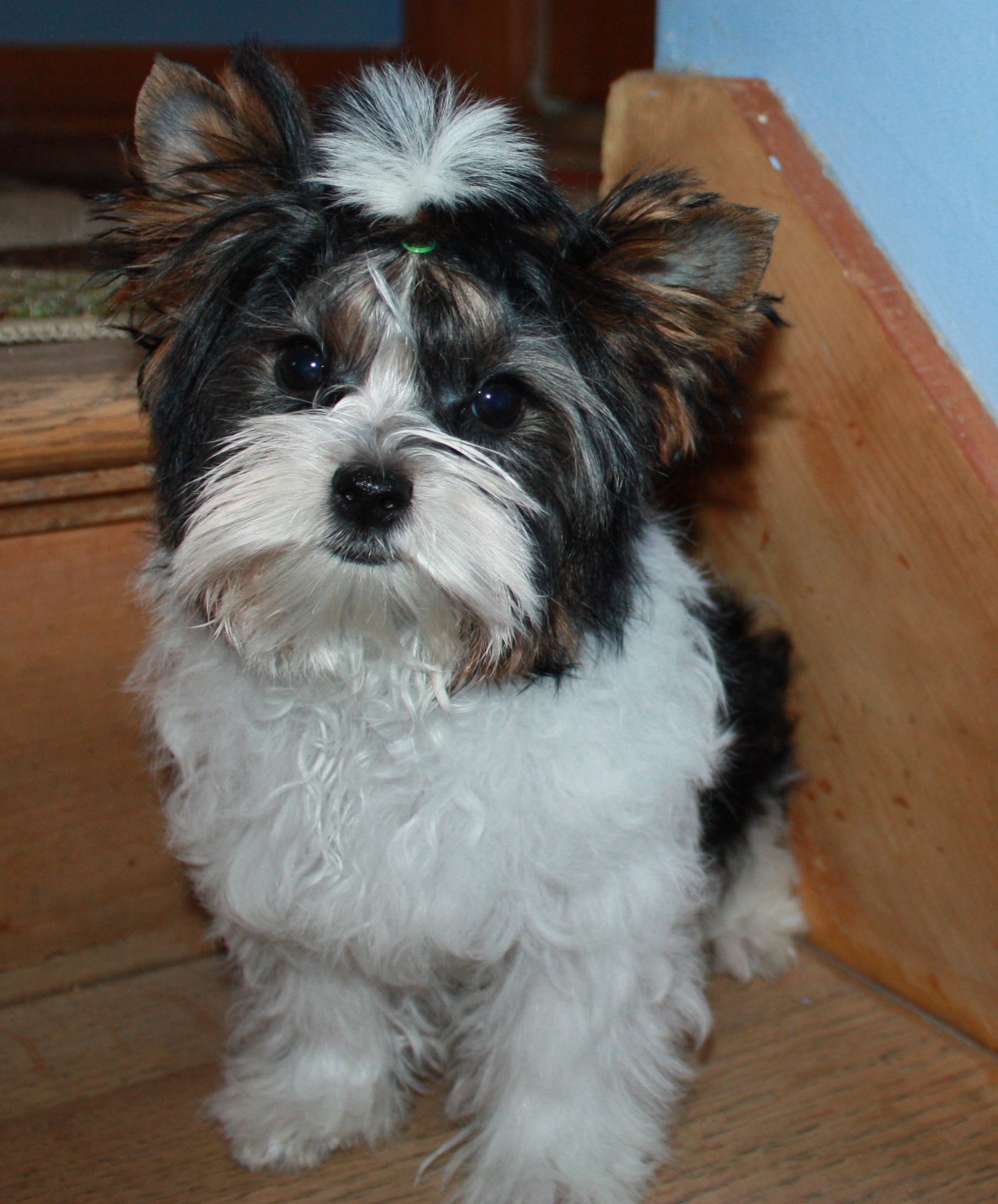 Heaven Sent Biewers - Biewer Terrier Puppies