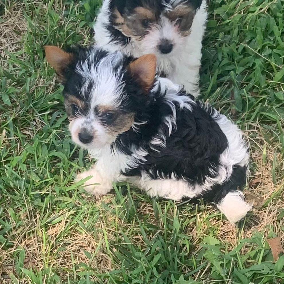 Heaven Sent Biewers - Biewer Terrier Puppies