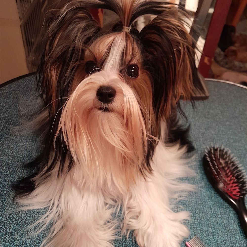 Heaven Sent Biewers - Biewer Terrier Puppies