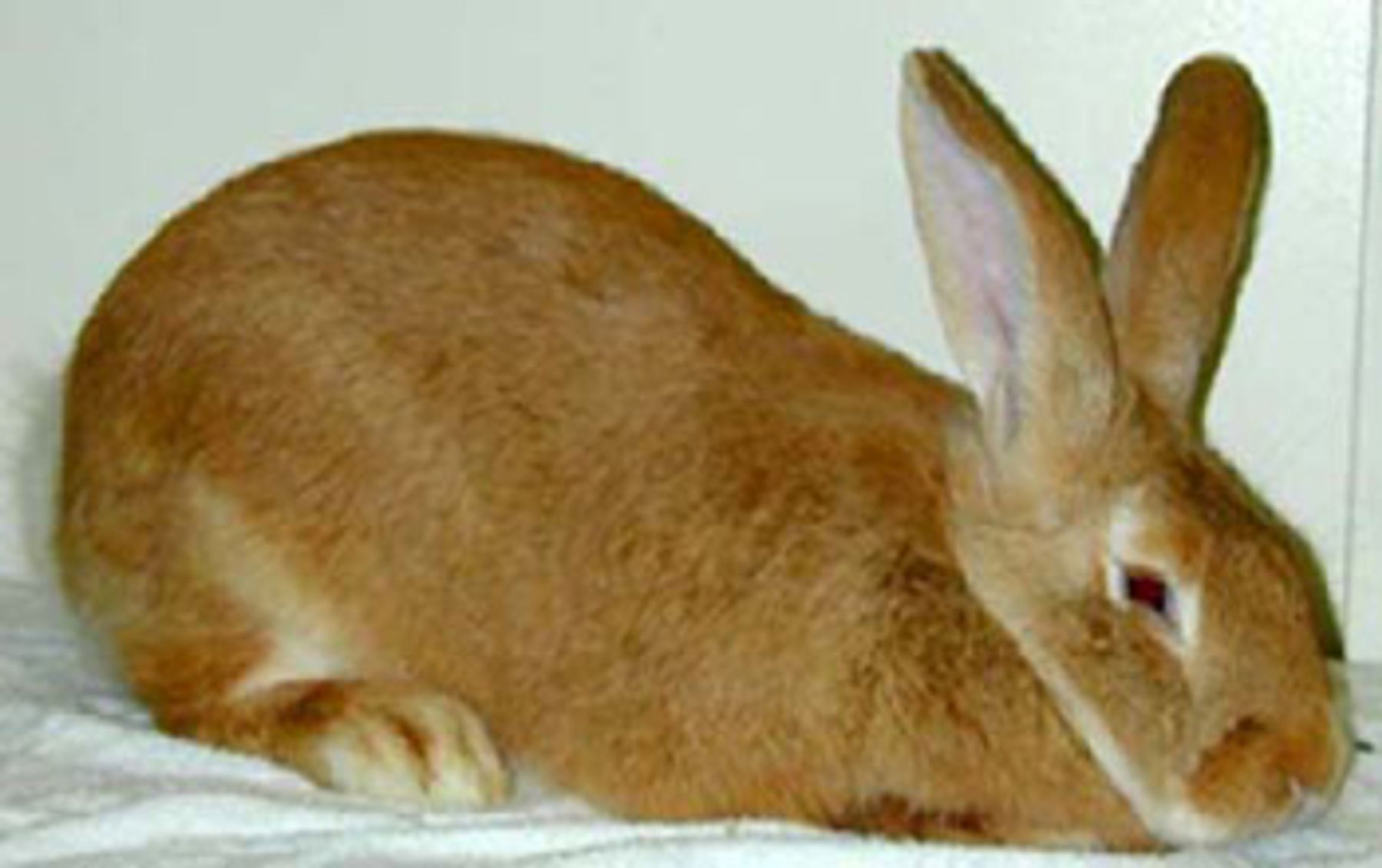 Happy Tails Flemish Giants - Rabbit Rescue