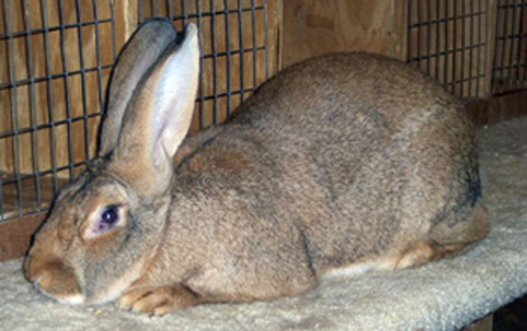 Happy Tails Flemish Giants - Rabbit Rescue