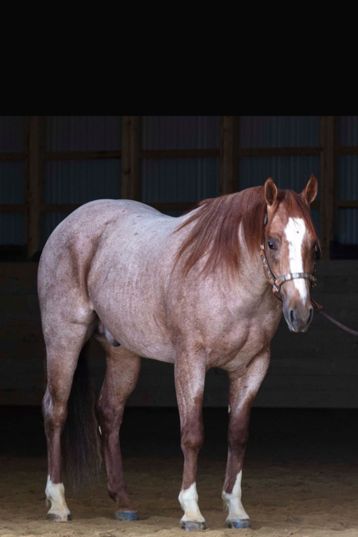 Forever Pine Performance Horses - Stallions