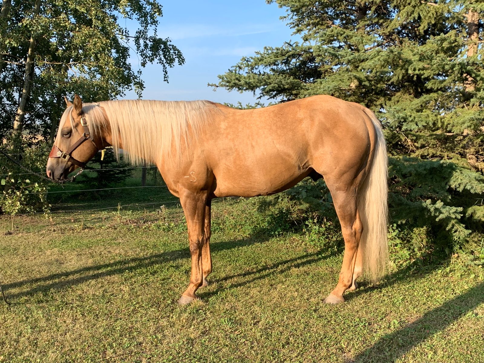 Forever Pine Performance Horses - Stallions