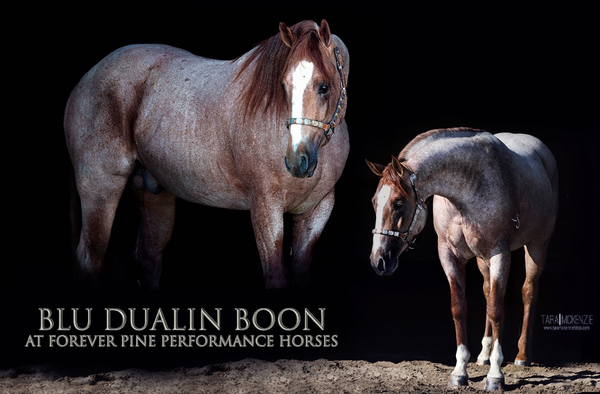 Forever Pine Performance Horses - Stallions