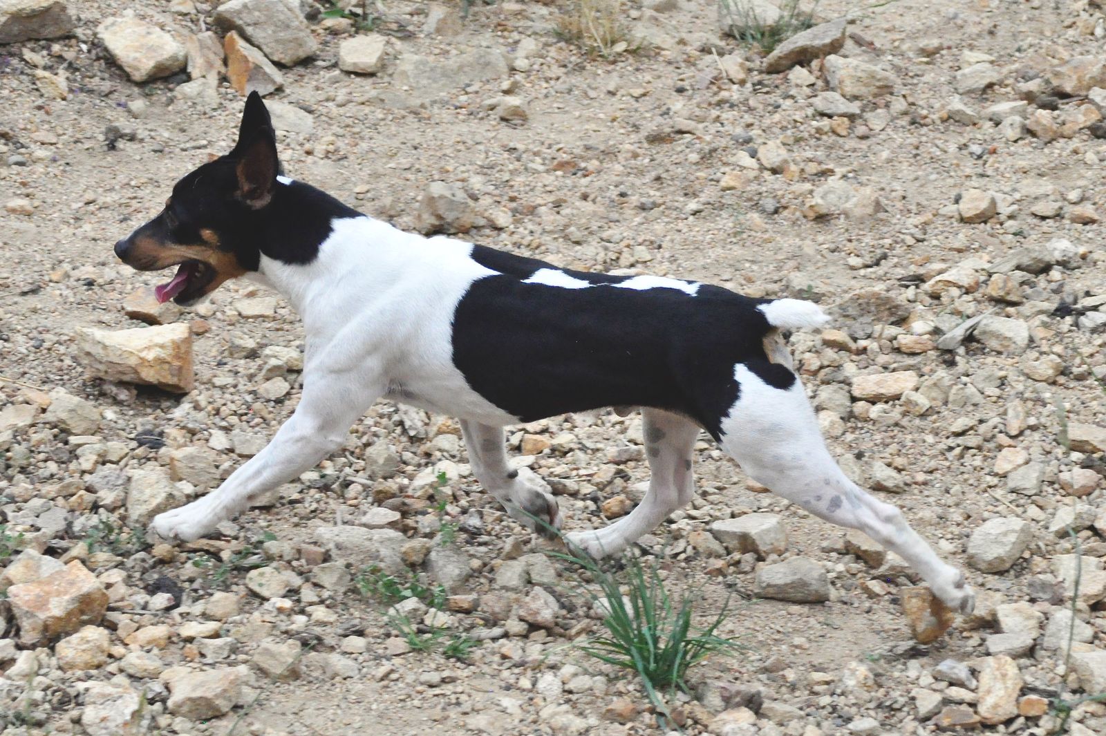 Rat Terrier Club of America - Rat Terrier Member Photo's