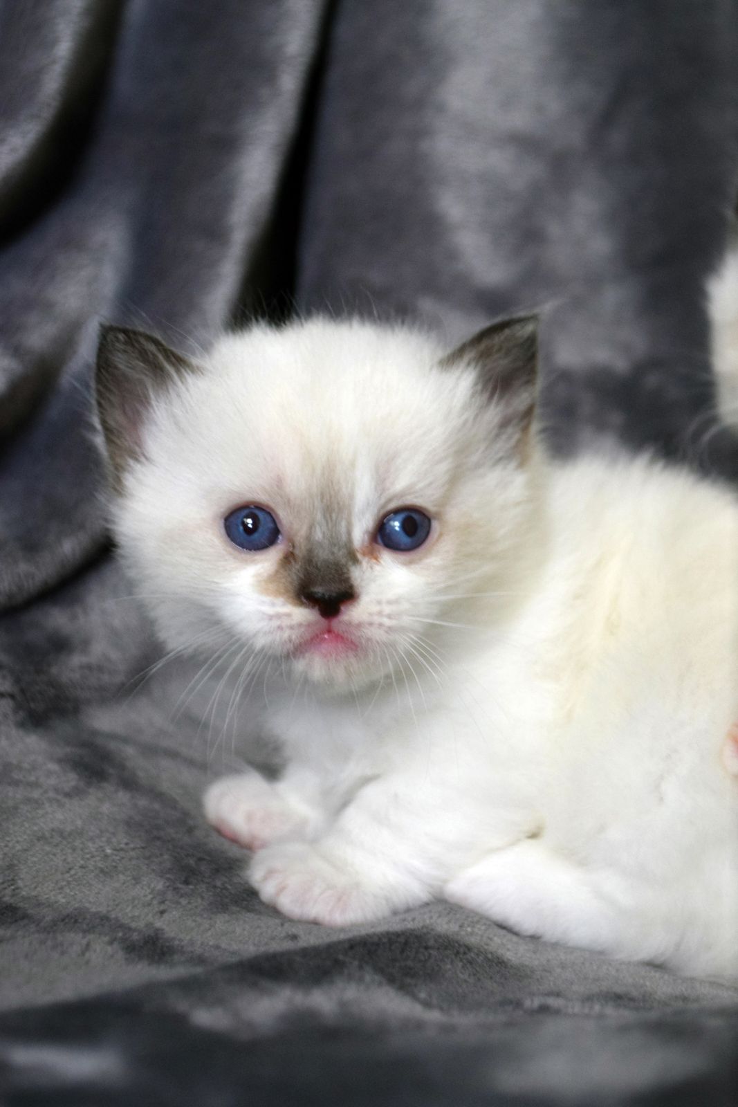 Ohemgee Cattery - Past Kittens