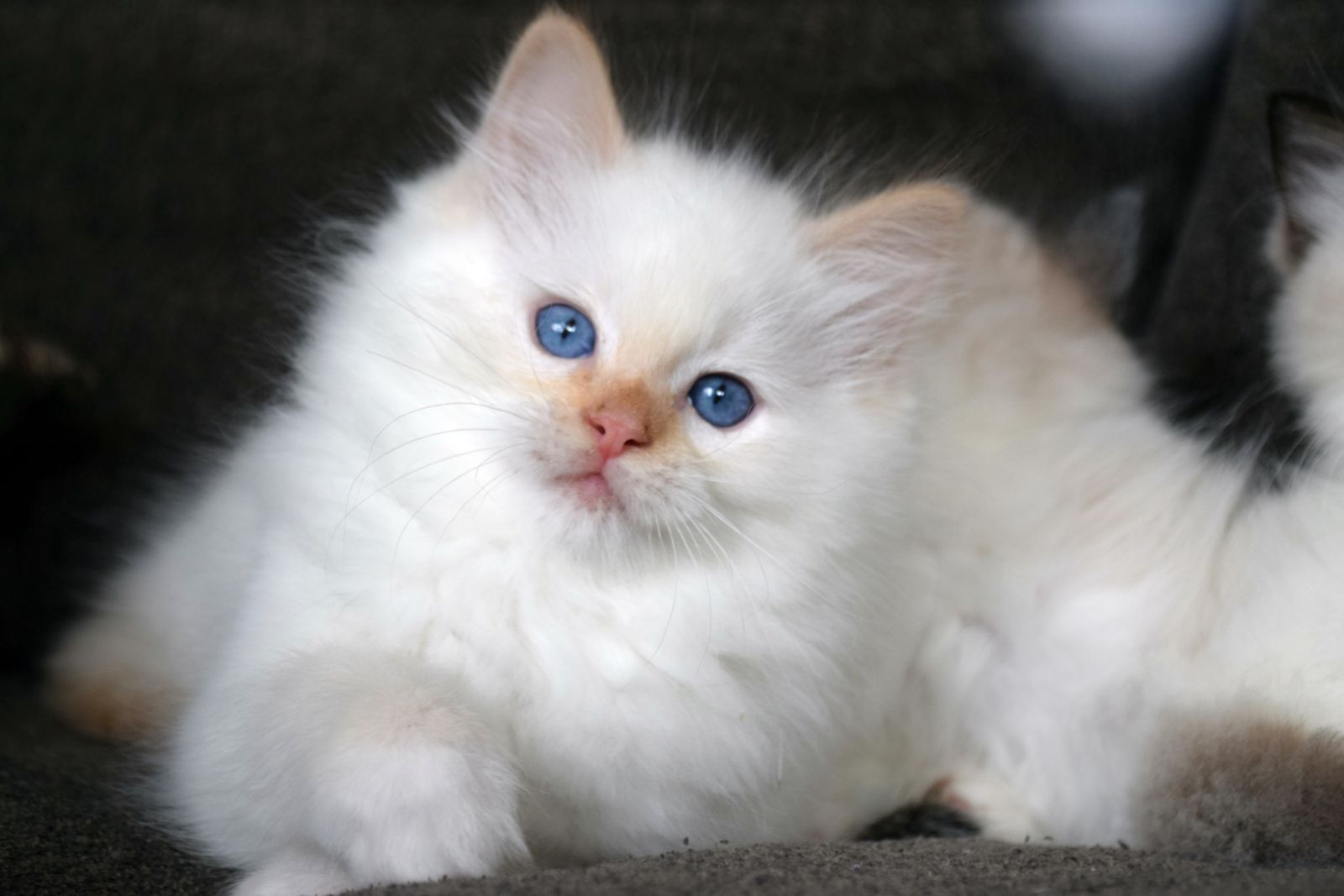 Ohemgee Cattery - Past Kittens