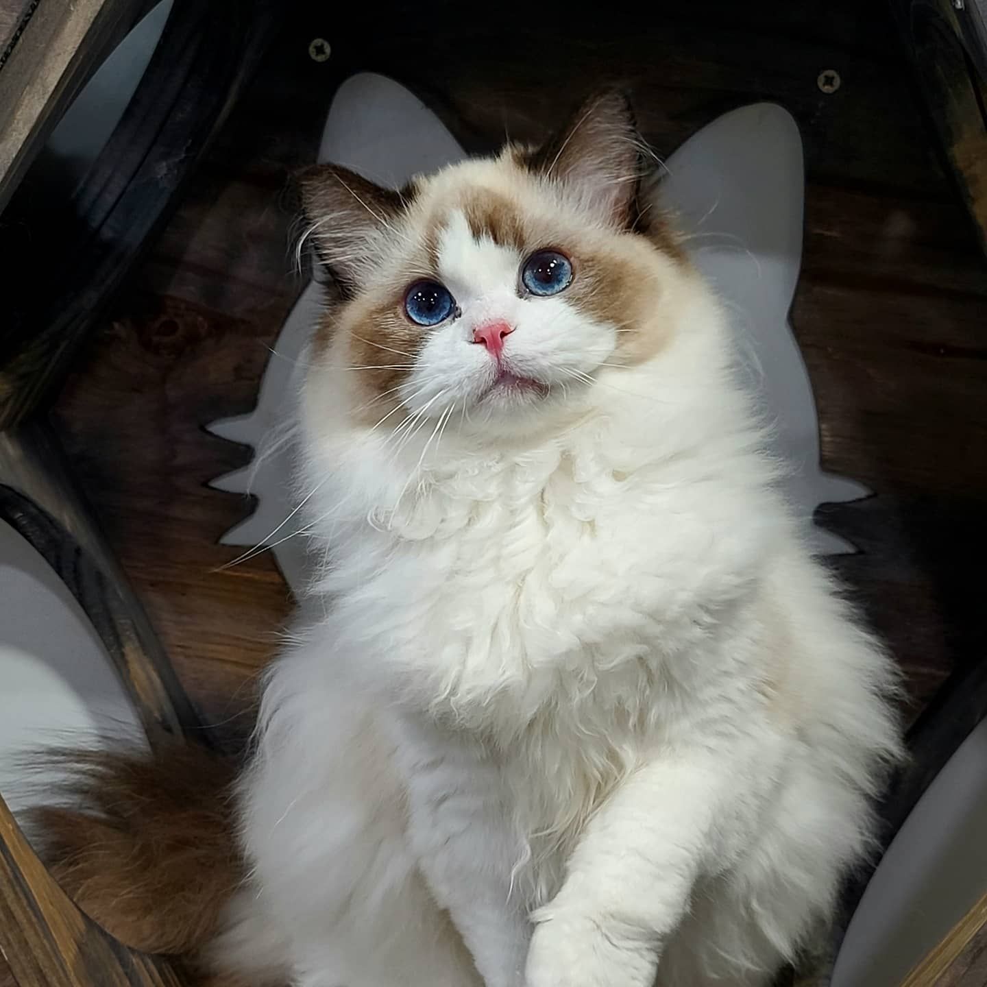 Ohemgee Cattery - breed info