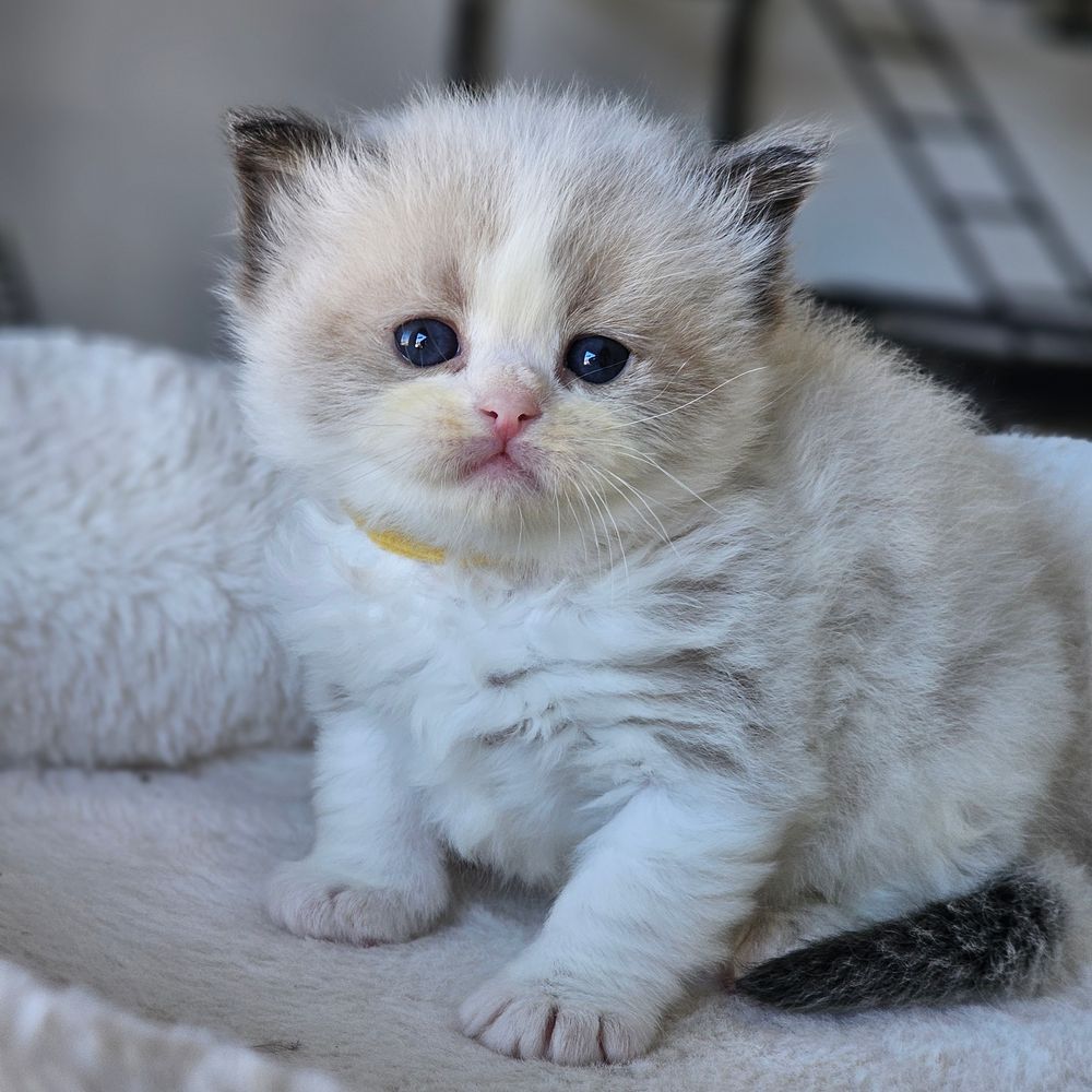 Ohemgee Cattery - Kittens and Pricing