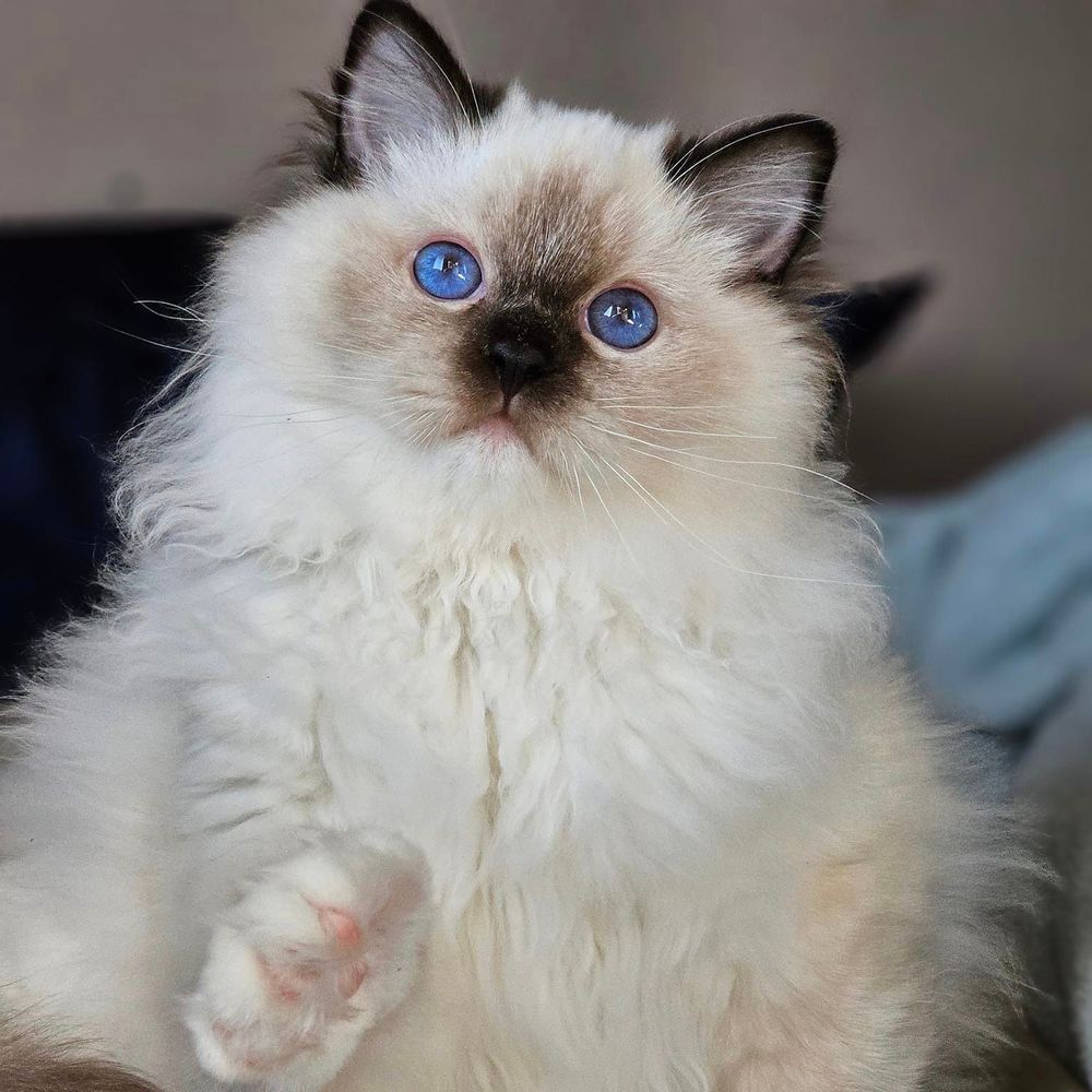 Ohemgee Cattery - Kings