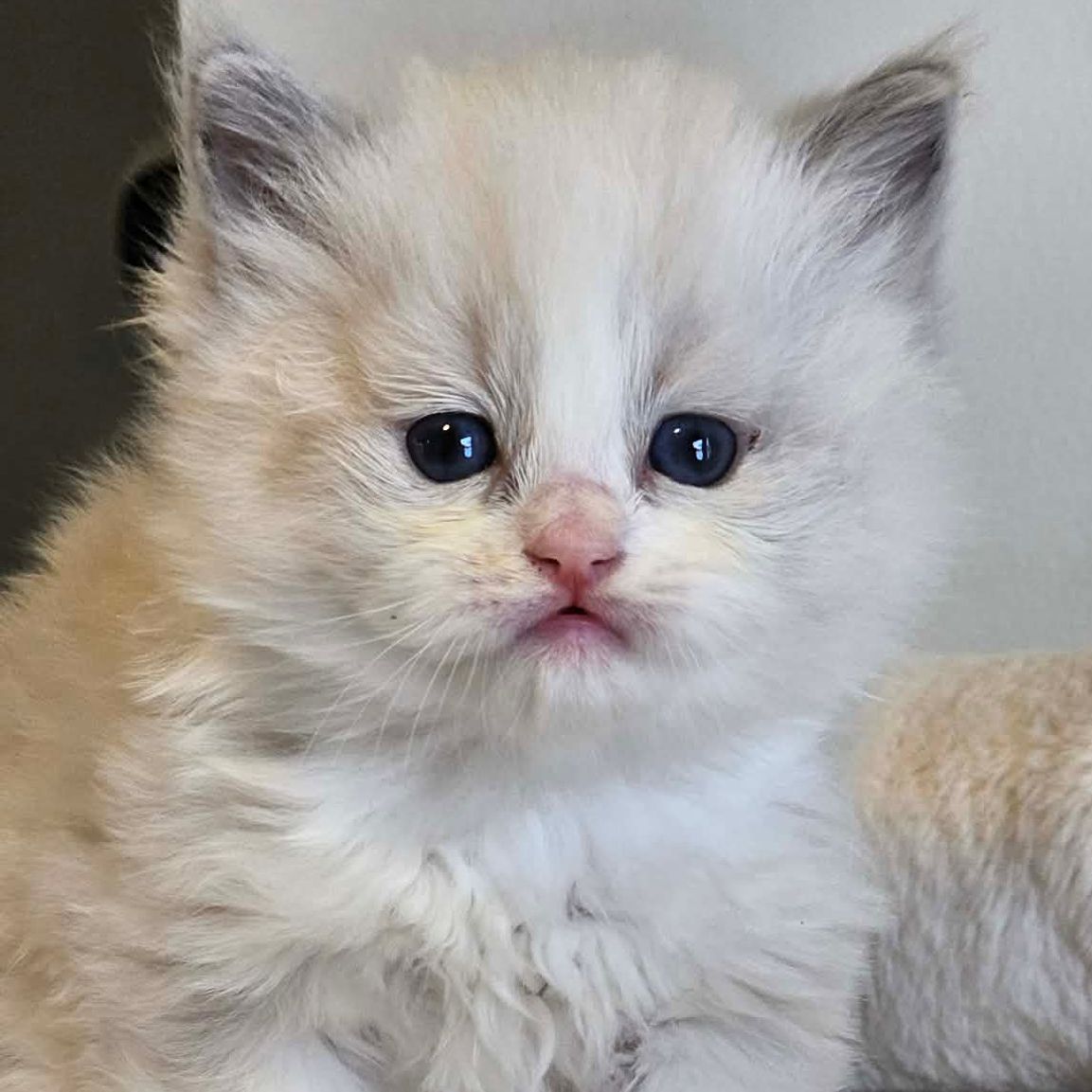 Ohemgee Cattery - Kittens and Pricing