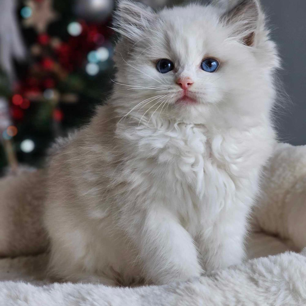 Ohemgee Cattery - Kittens and Pricing
