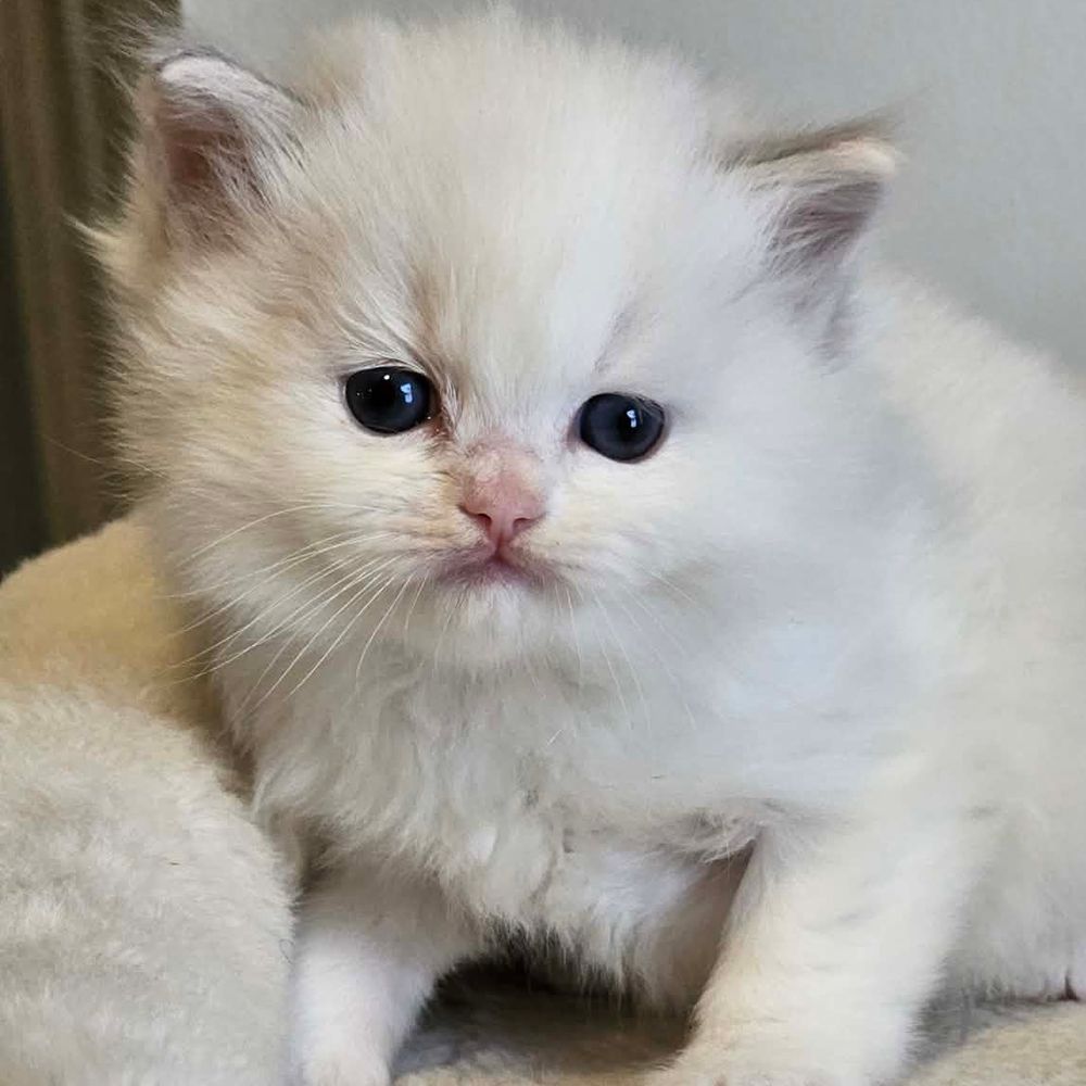 Ohemgee Cattery - Kittens and Pricing