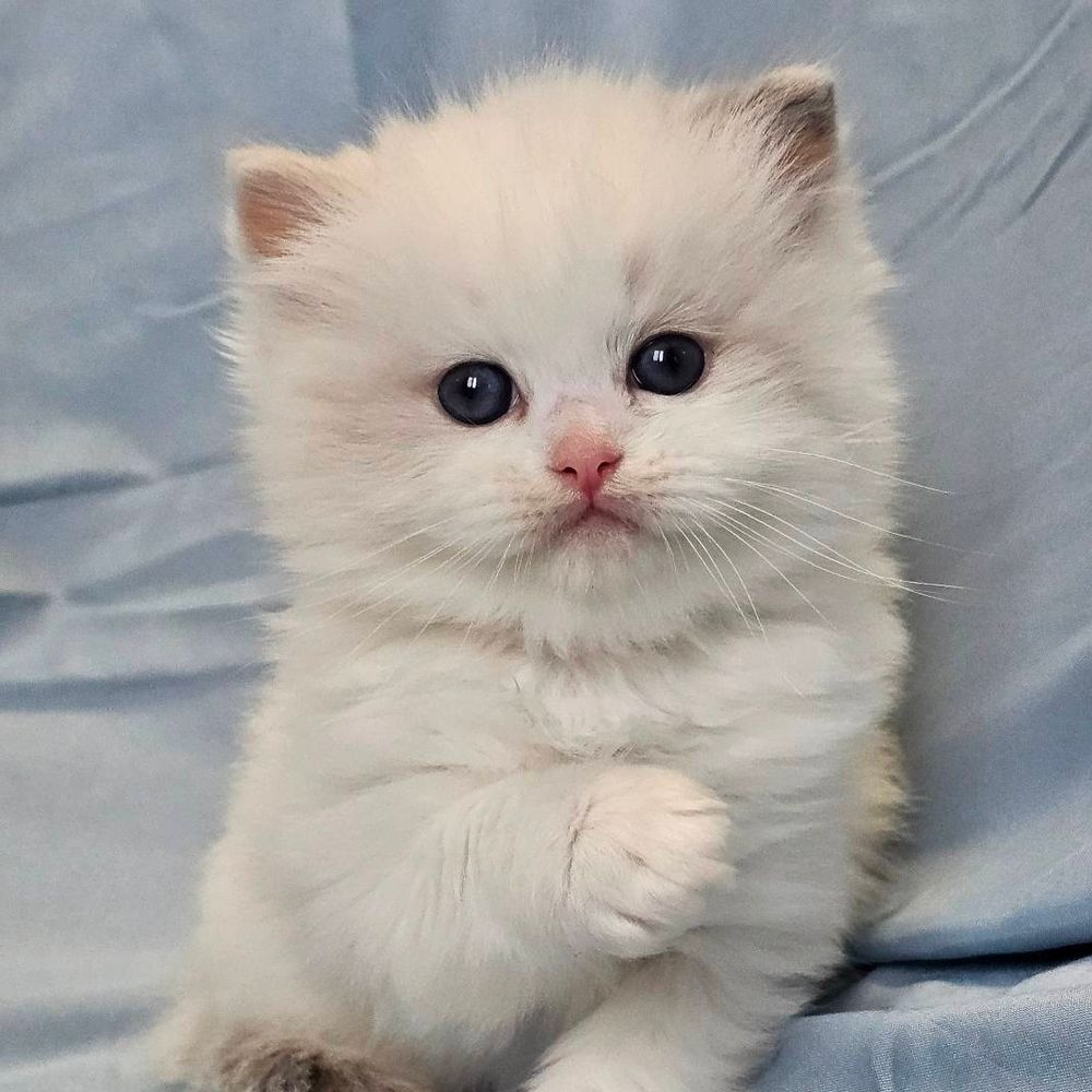 Ohemgee Cattery - Kittens and Pricing
