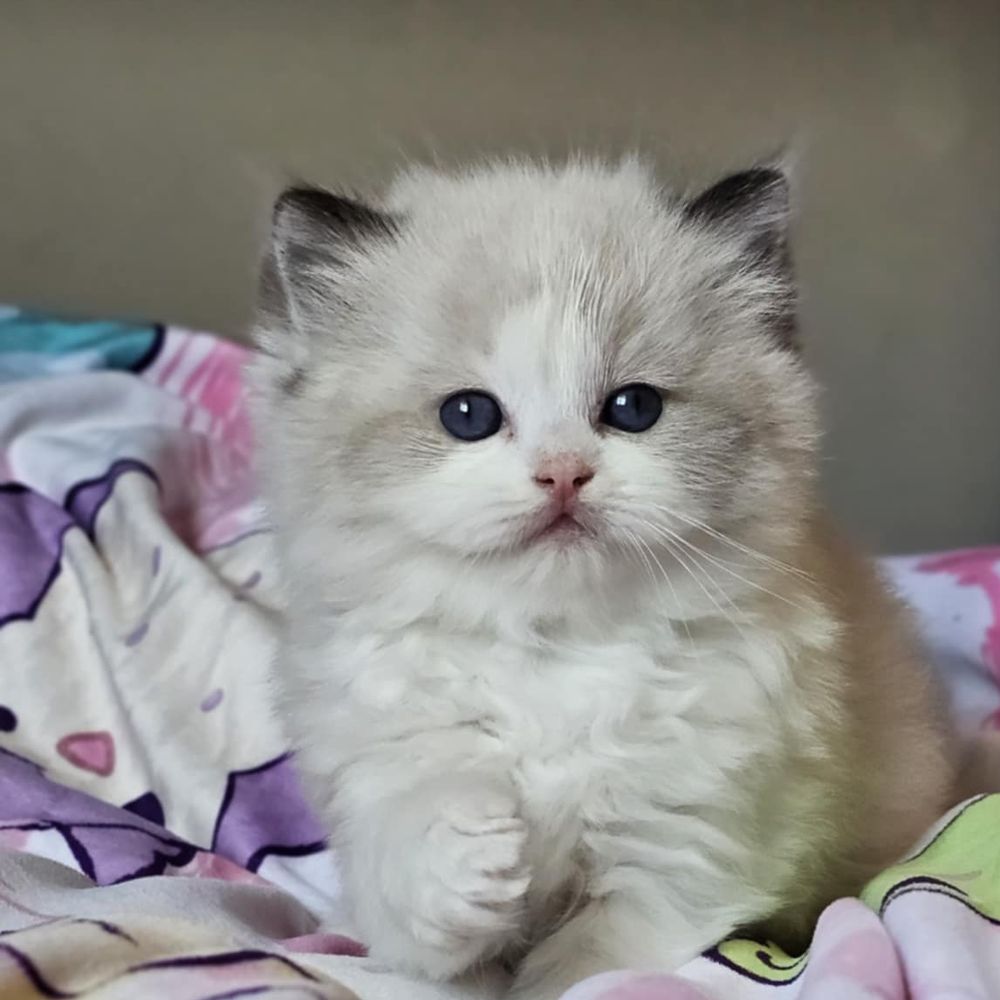 Ohemgee Cattery - Kittens and Pricing