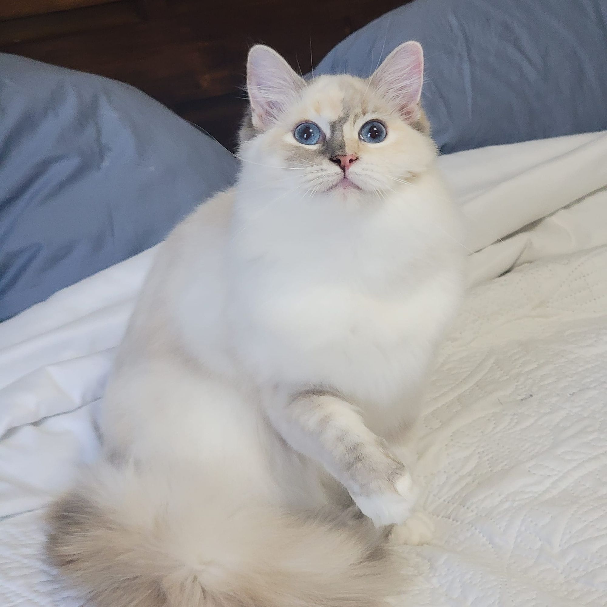 Ohemgee Cattery - Queens