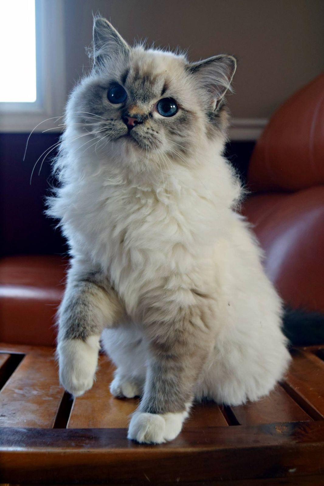 Ohemgee Cattery - Past Kittens