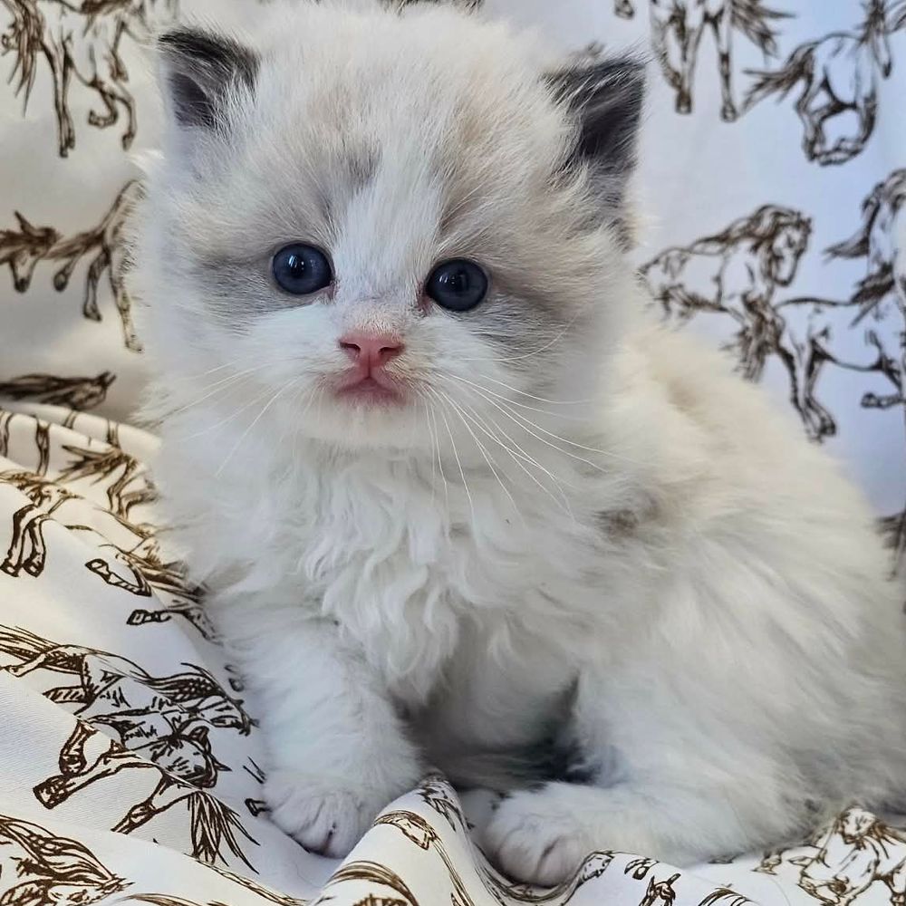 Ohemgee Cattery - Kittens and Pricing