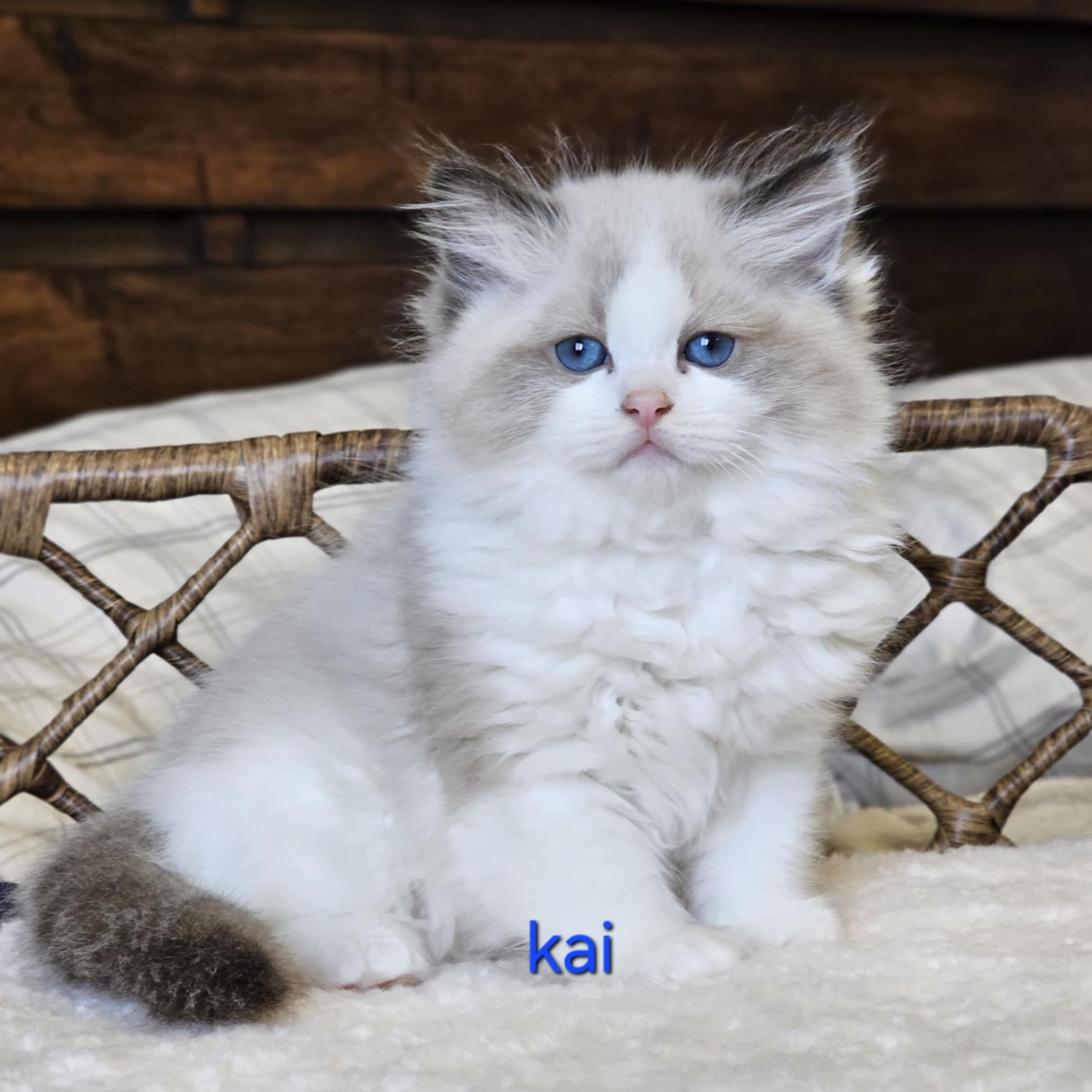 Ohemgee Cattery - Kittens and Pricing