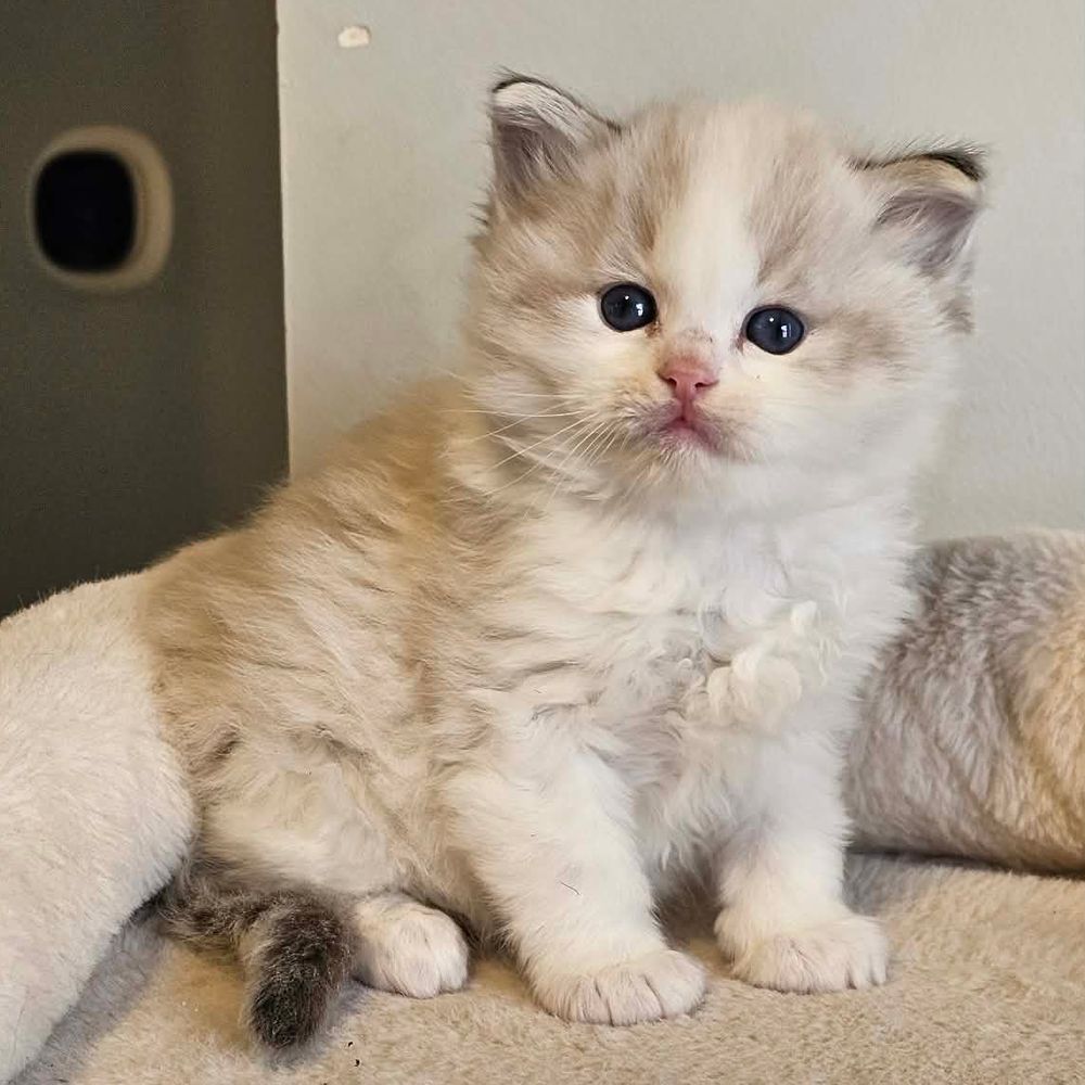 Ohemgee Cattery - Kittens and Pricing
